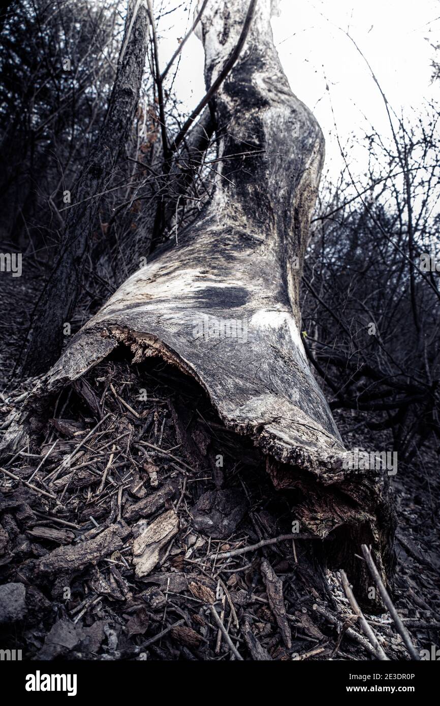 Rotted tree hi-res stock photography and images - Alamy