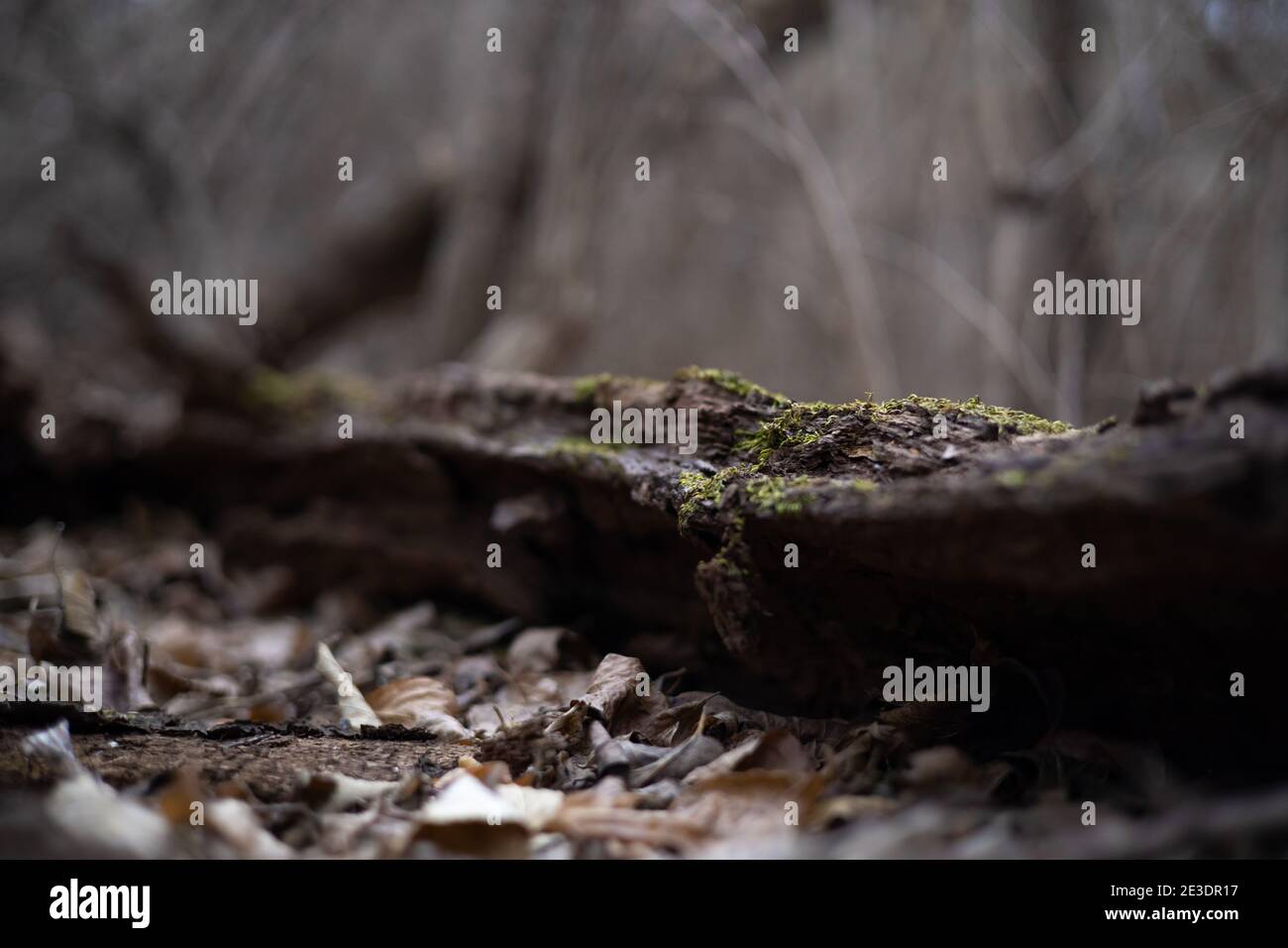 Moss Covered Log Stock Photo - Alamy