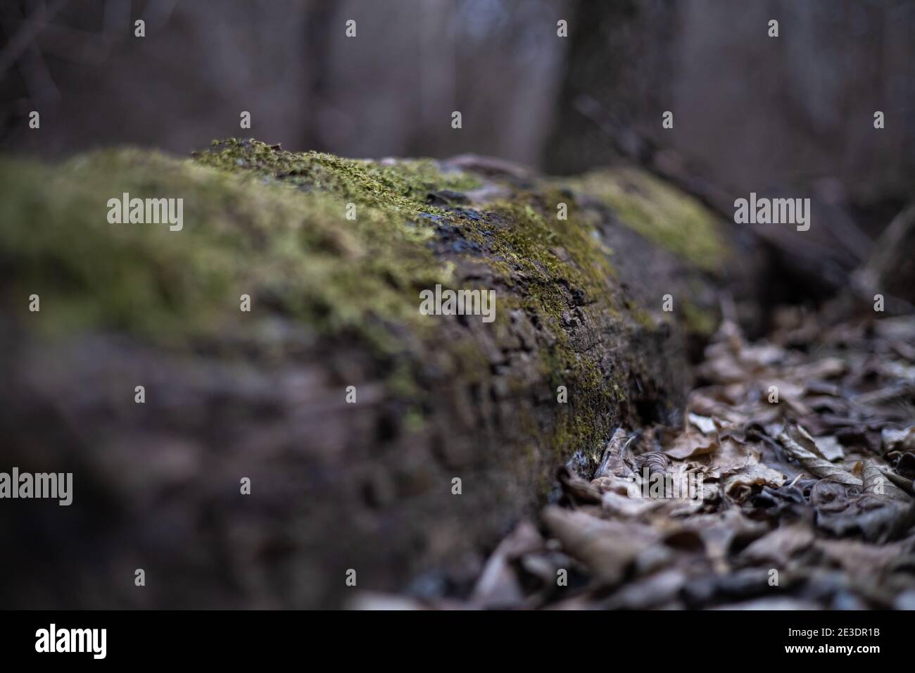 Log and moss hi-res stock photography and images - Alamy