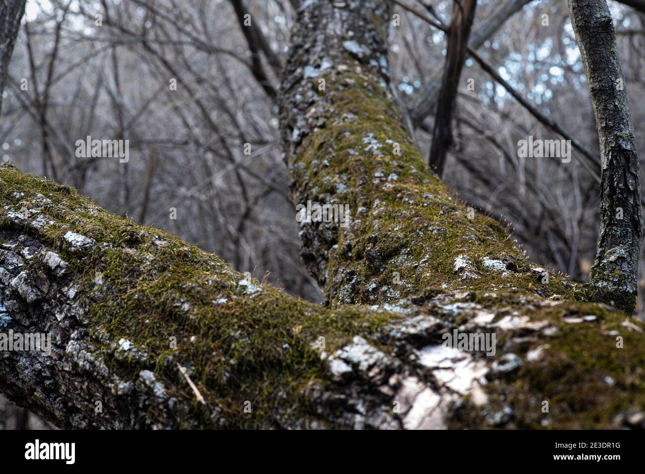 Moss Covered Tree Stock Photo - Alamy
