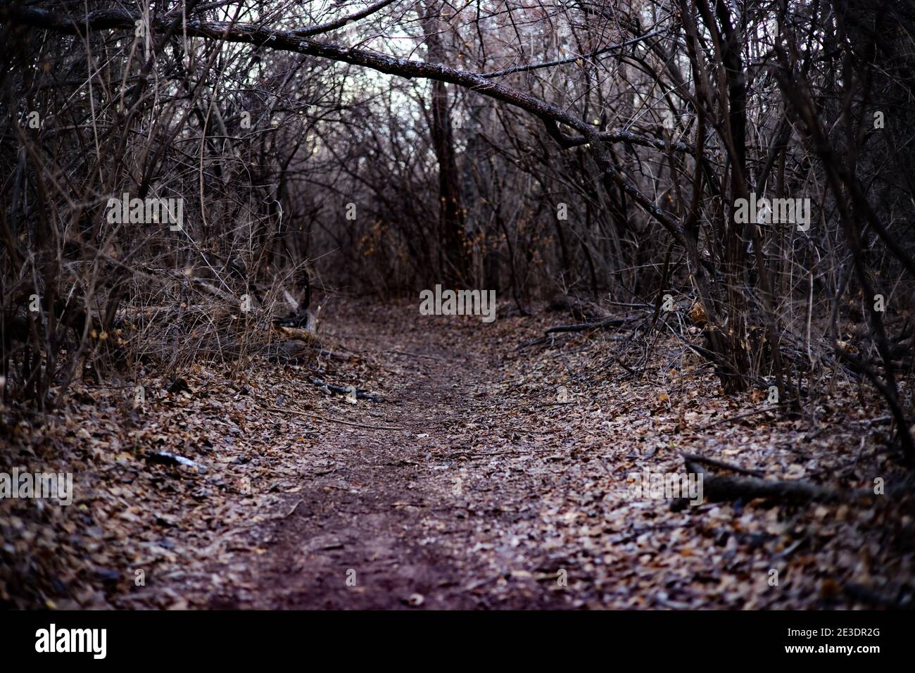 Wooded pathway hi-res stock photography and images - Alamy