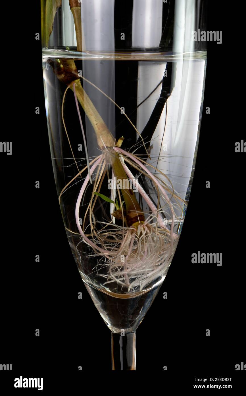 Healthy root system of a herb plant. Vietnamese coriander Stock Photo ...