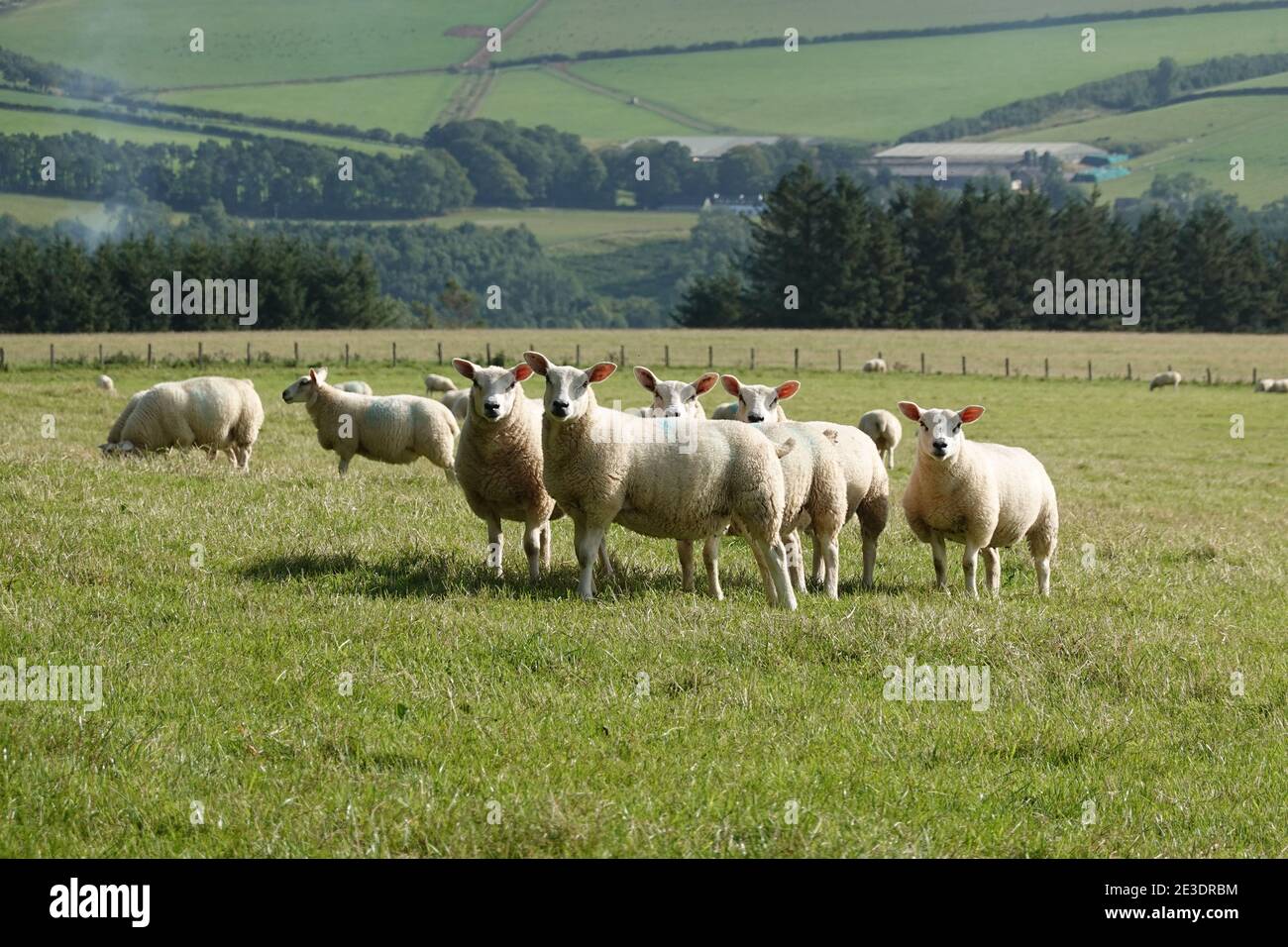 Scottish borders uk sheep hi-res stock photography and images - Alamy