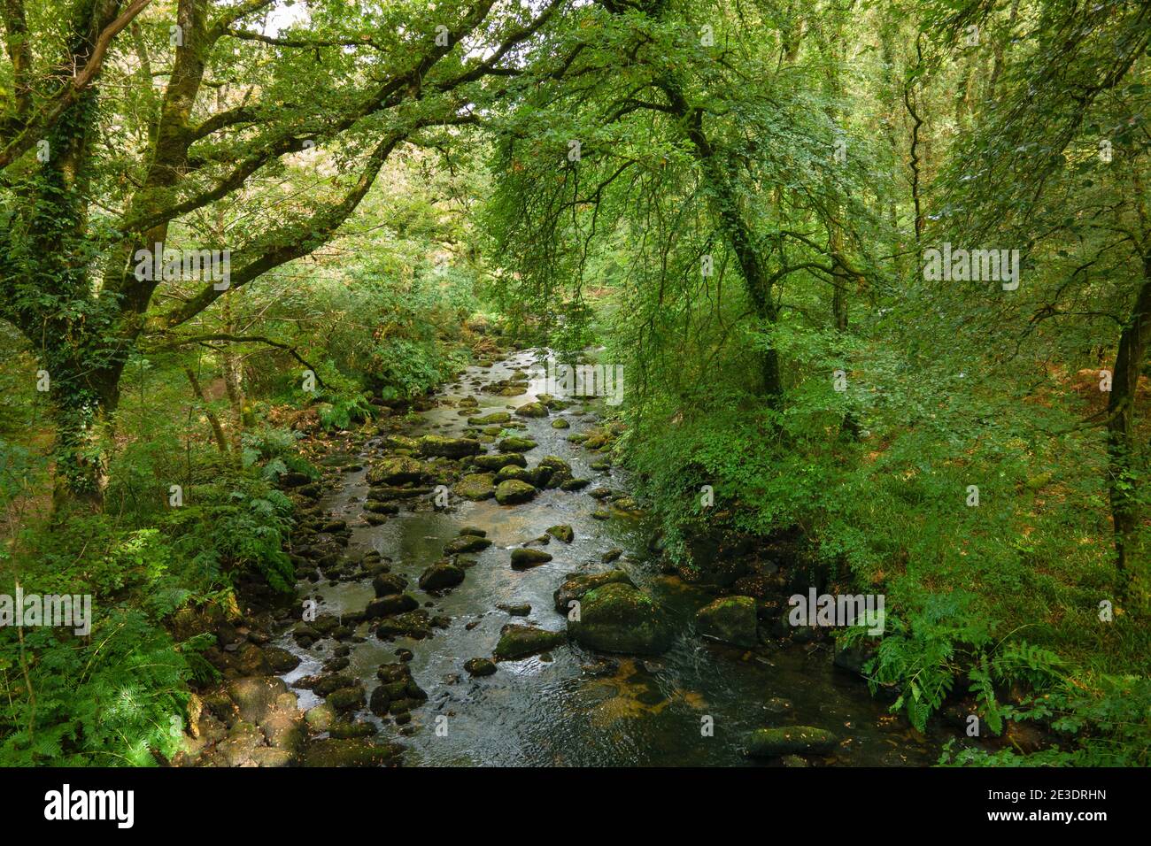 Aerial view of a temperate lush forest along the river, Sainte Barbe ...