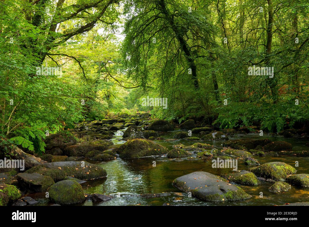 Temperate lush forest along the river, Sainte Barbe, Morbihan, Brittany ...