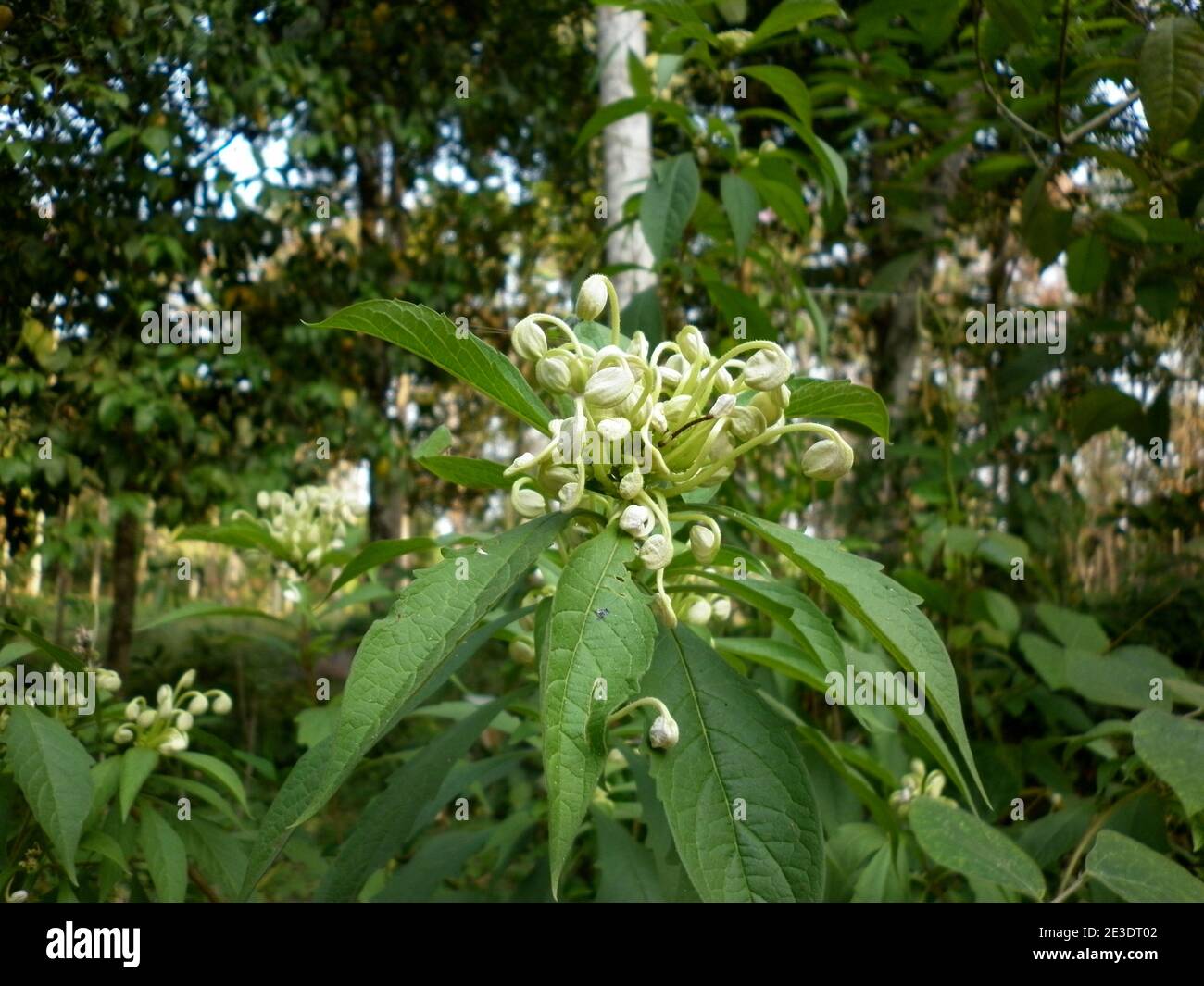 Rare flowers hi-res stock photography and images - Alamy