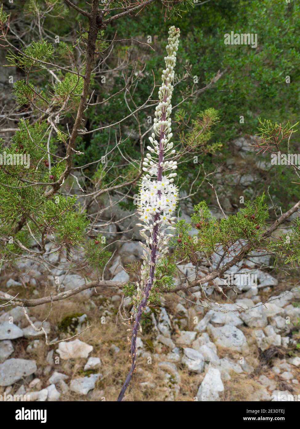 Single white squill, Drimia Urginea maritima also called sea squill or ...