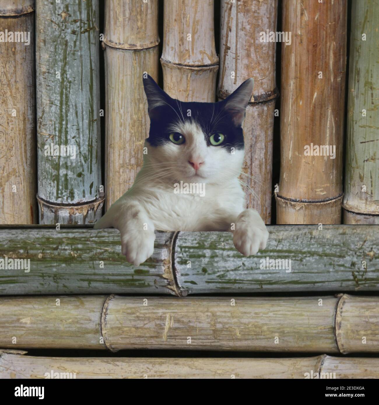 cat face with bamboo Stock Photo - Alamy