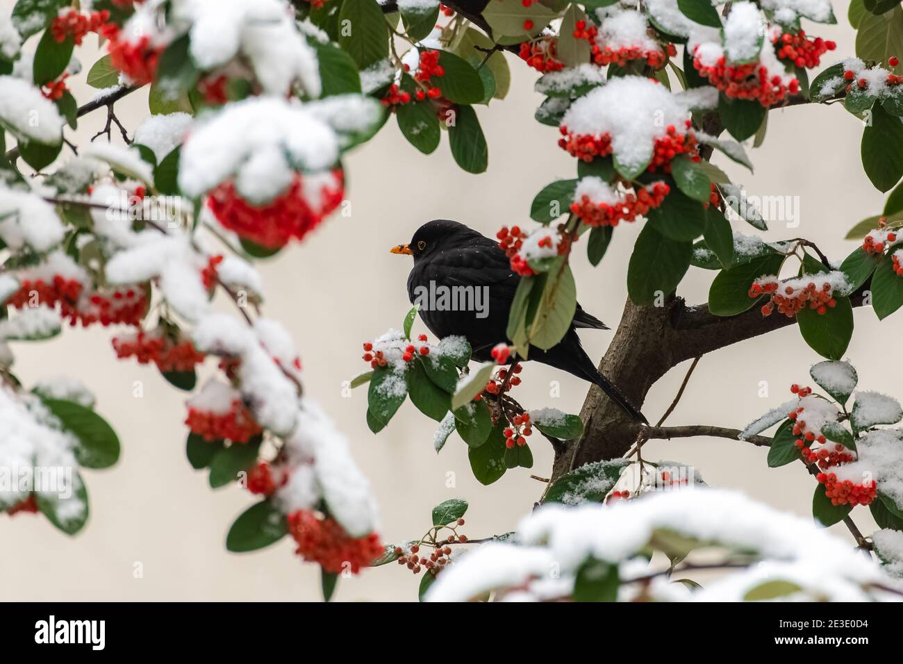Common blackbird, Turdus merula, eating red seeds under the snow Stock ...