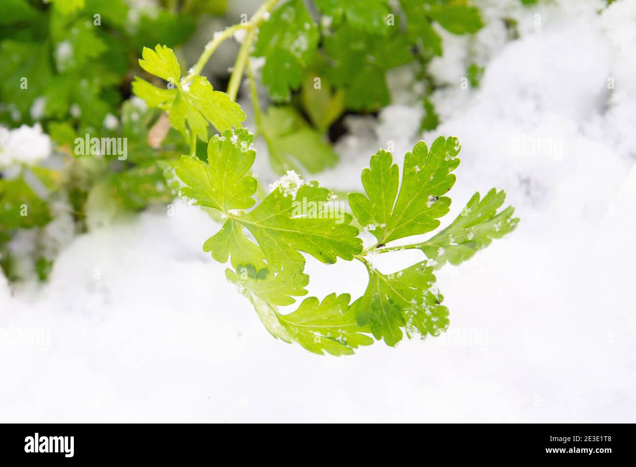 Green parsley grows in the garden in winter under the snow Stock Photo ...