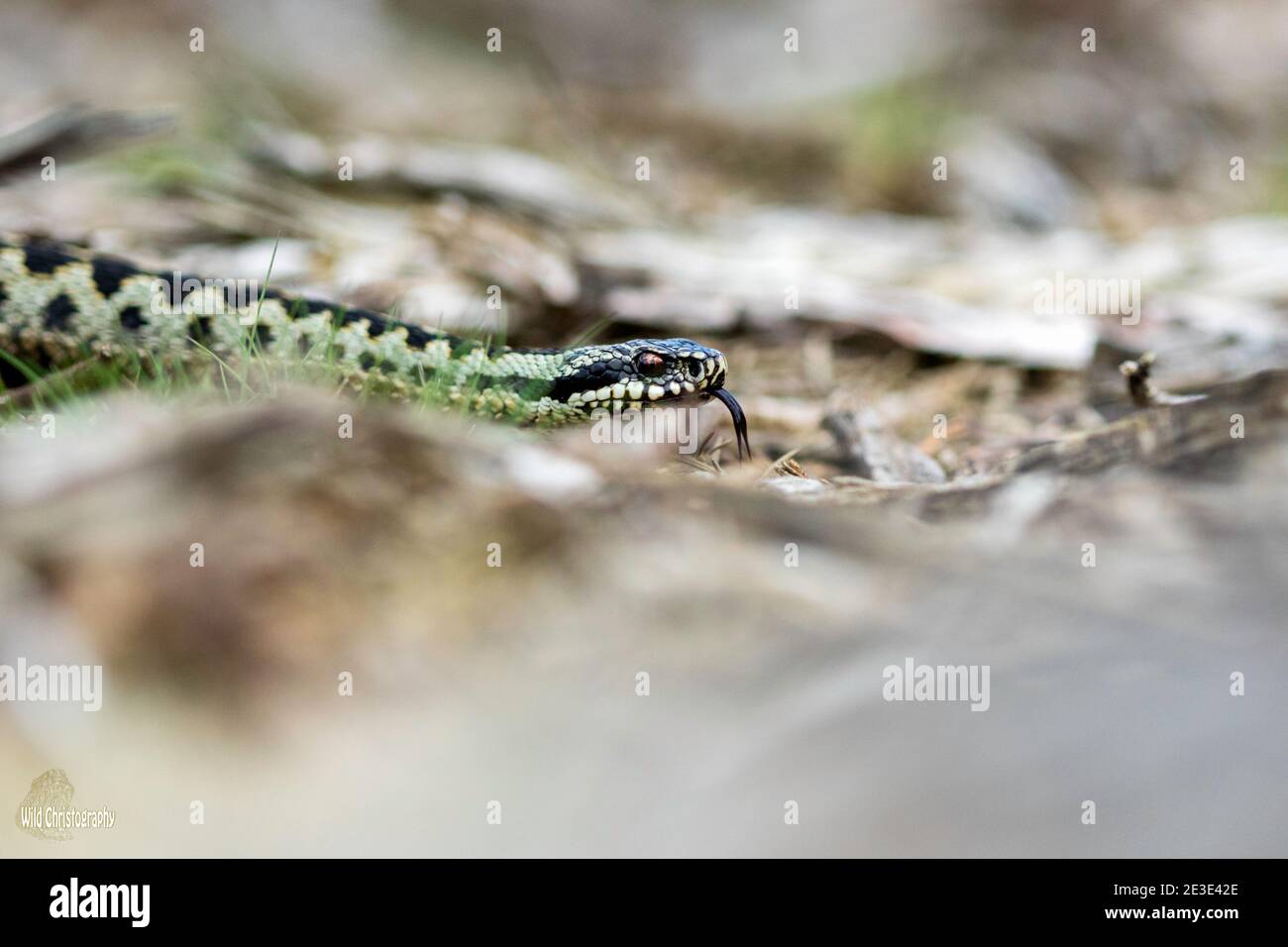 Adder (Vipera berus Stock Photo - Alamy