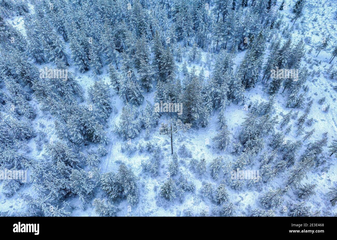 Cinematic forest hi-res stock photography and images - Alamy