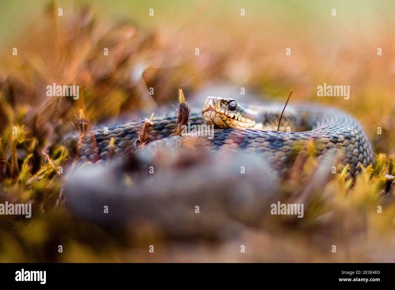 Adder (Vipera berus Stock Photo - Alamy