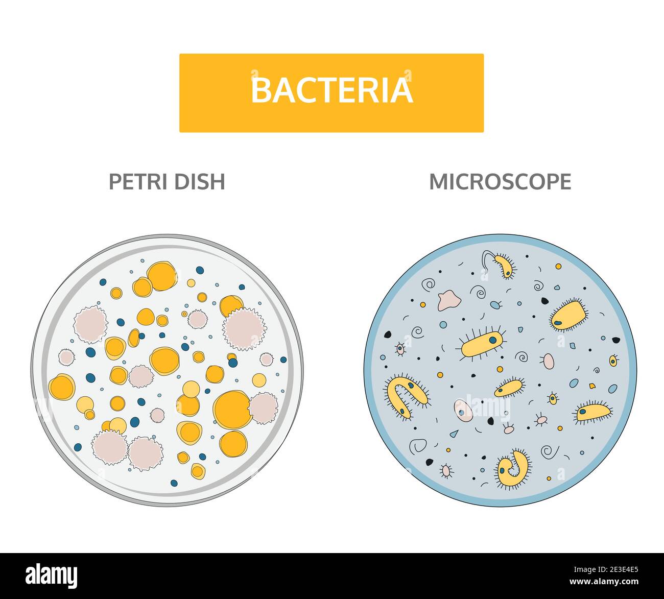 Physiology of microorganisms hi-res stock photography and images - Alamy