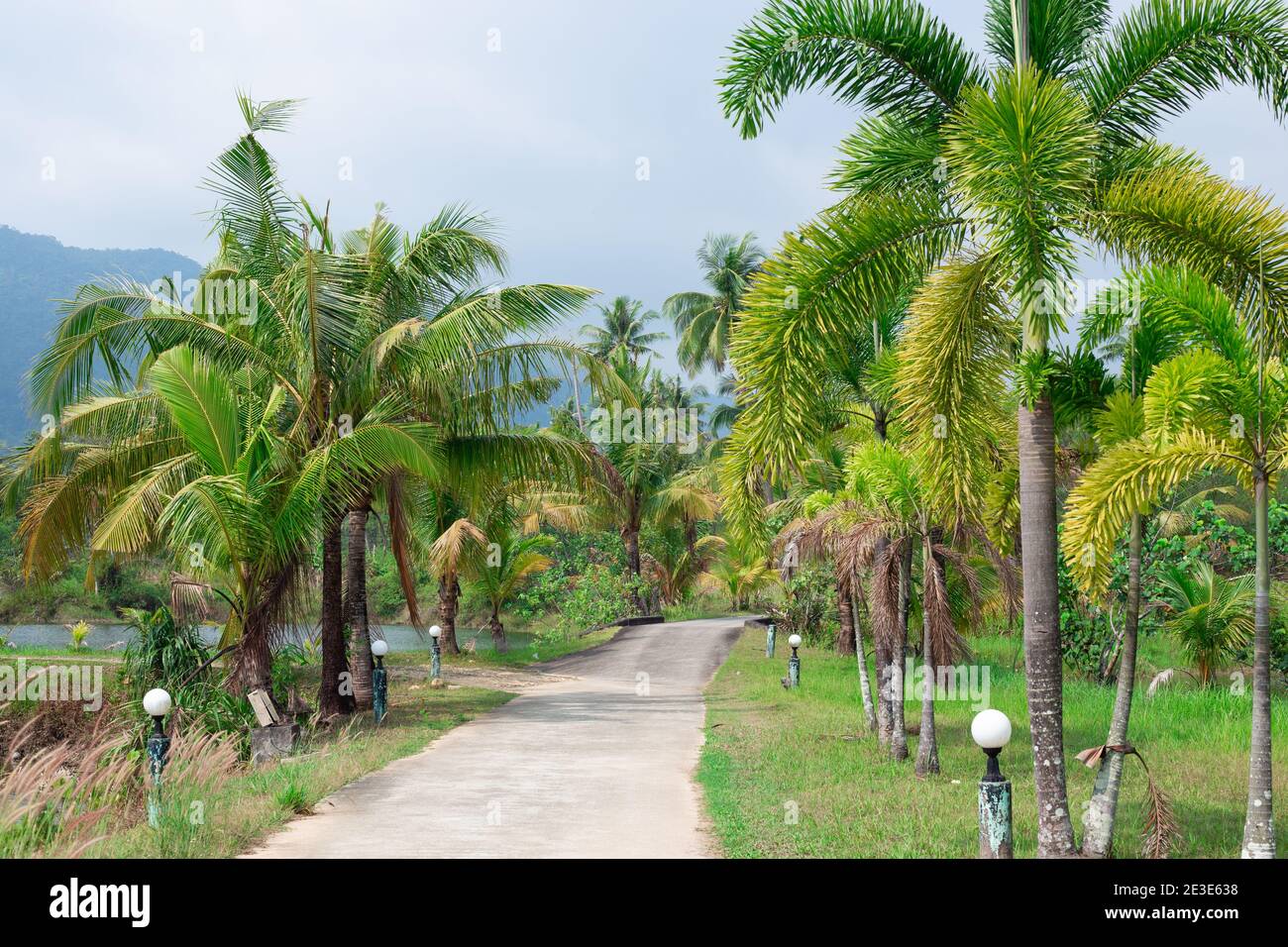 tropical forest path, palm trees and mountains, Koh Chang island in ...