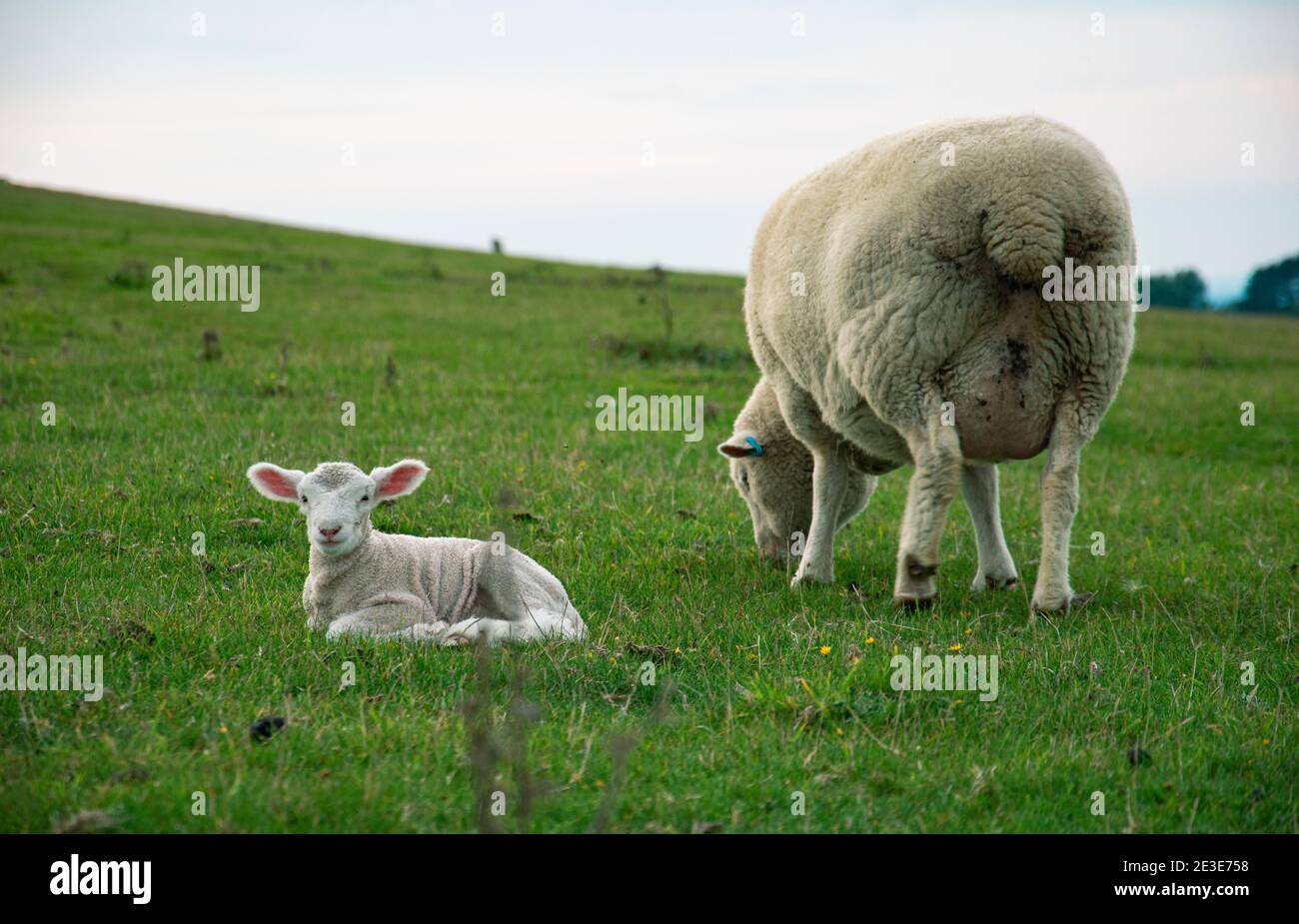 Free mother sheep and lamb hi-res stock photography and images - Alamy