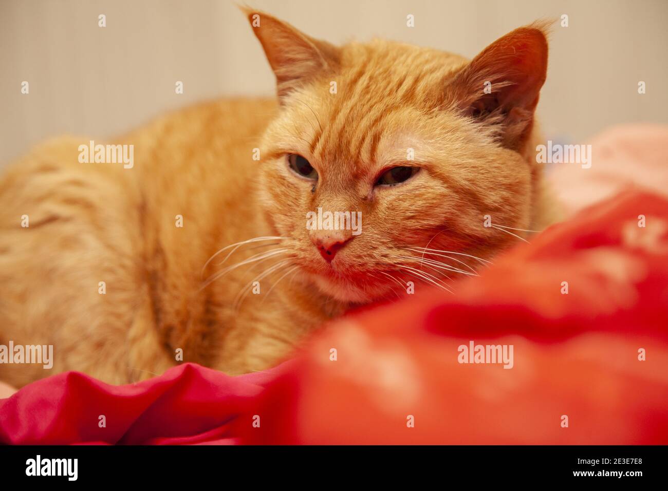 Yellow tabby cat resting on an unmade bed with red and peach blankets ...