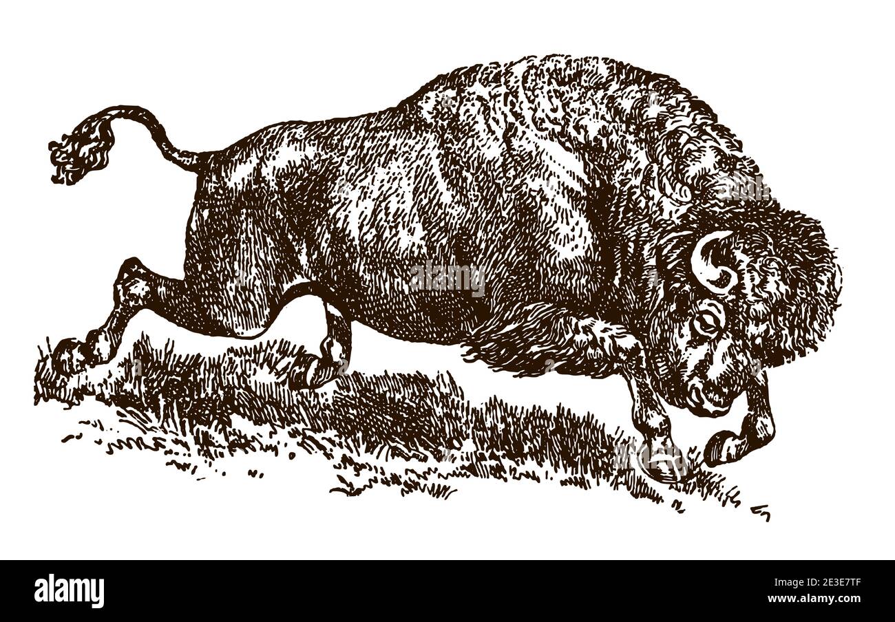 American plains bison bison bison Stock Vector Images - Alamy