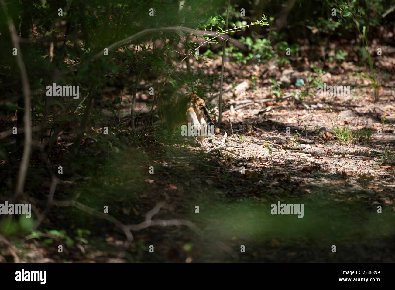Stray cat running into the safety of thick foliage Stock Photo - Alamy