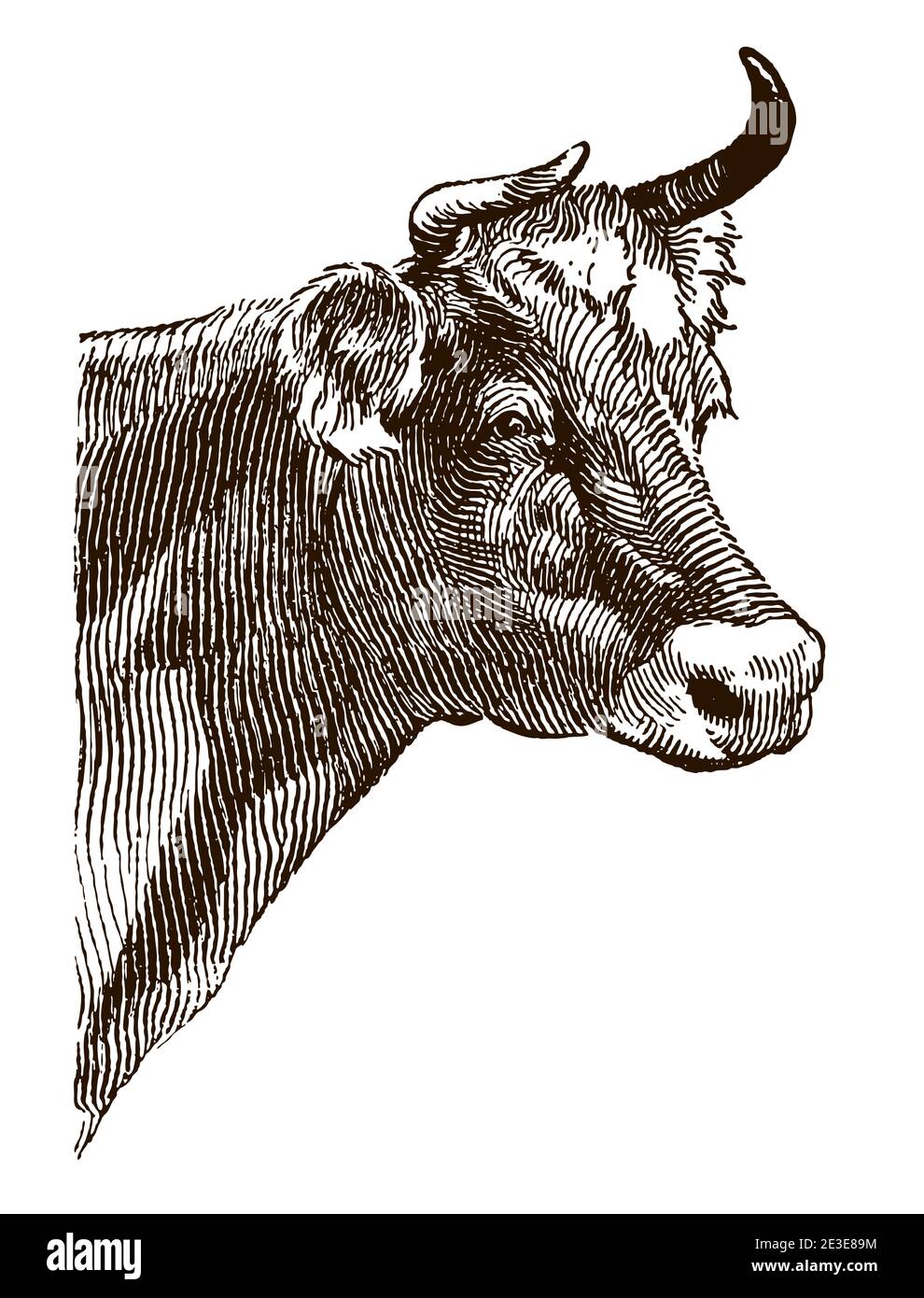 Cow head drawing hi-res stock photography and images - Alamy