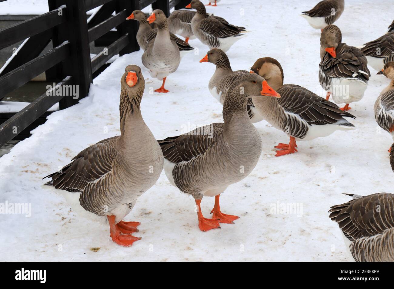 Beautiful gray pedigreed, fat geese with red beaks walk on the farm in ...