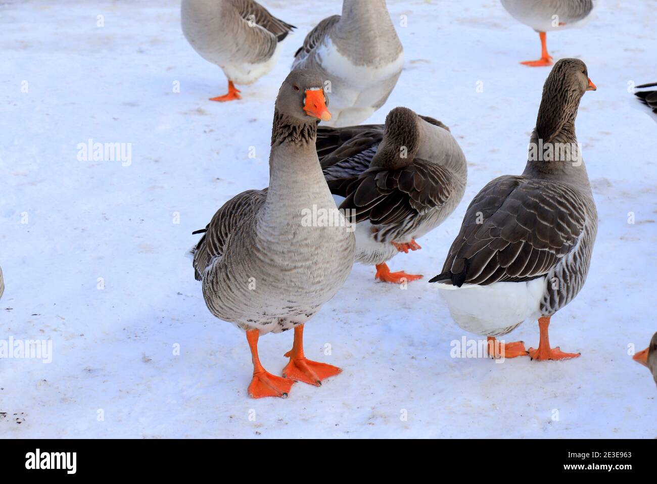 Beautiful gray pedigreed, fat geese with red beaks walk on the farm in ...