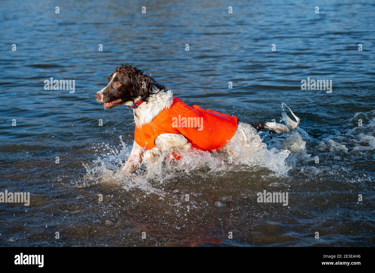 A spring spaniel dog splashed through a flooded field in Burham, Kent ...
