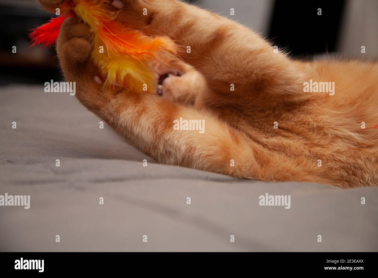 Cat grabbing toy hi-res stock photography and images - Alamy