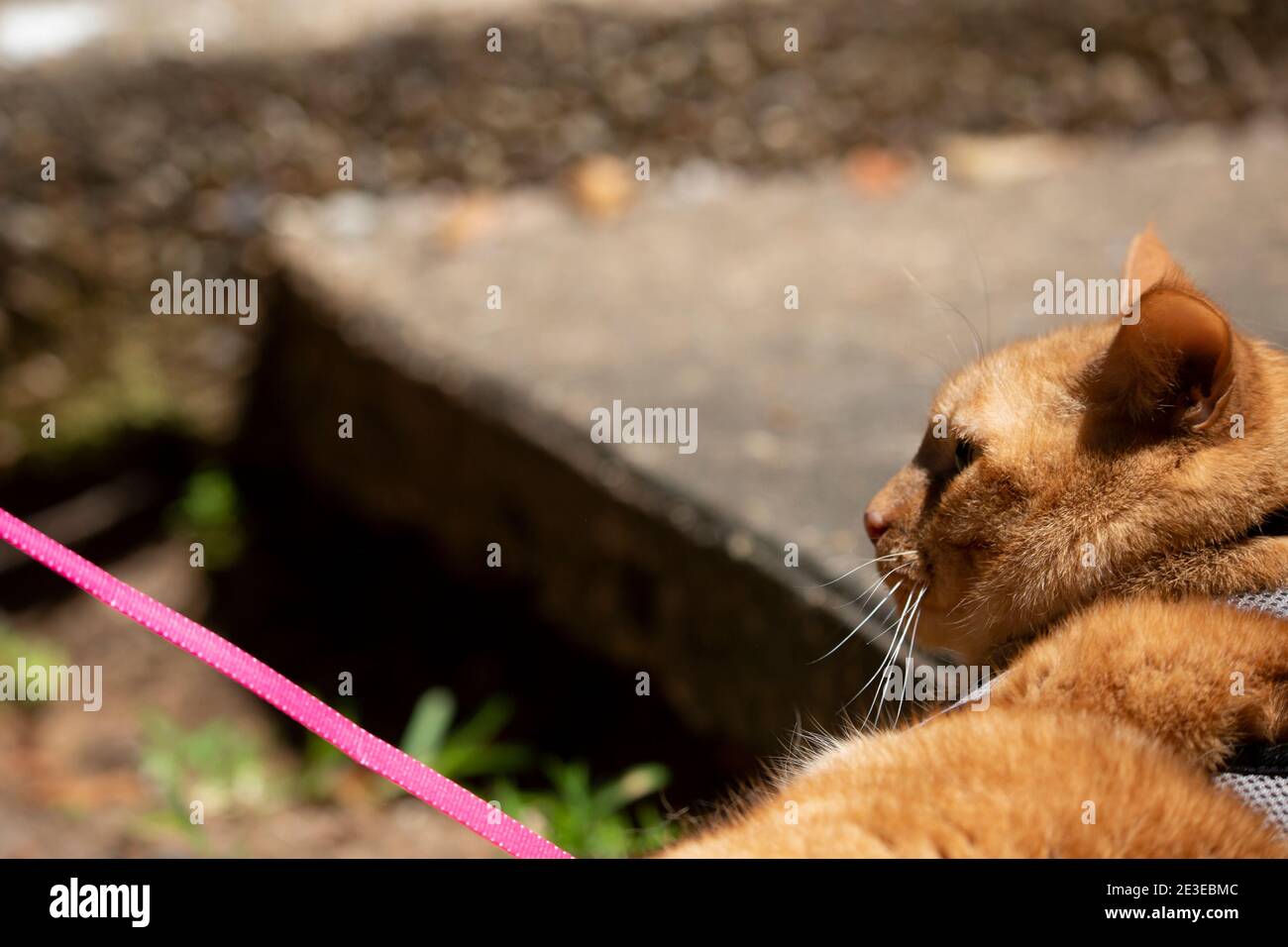 Young yellow cat in a harness and pink leash walking toward a cement ...