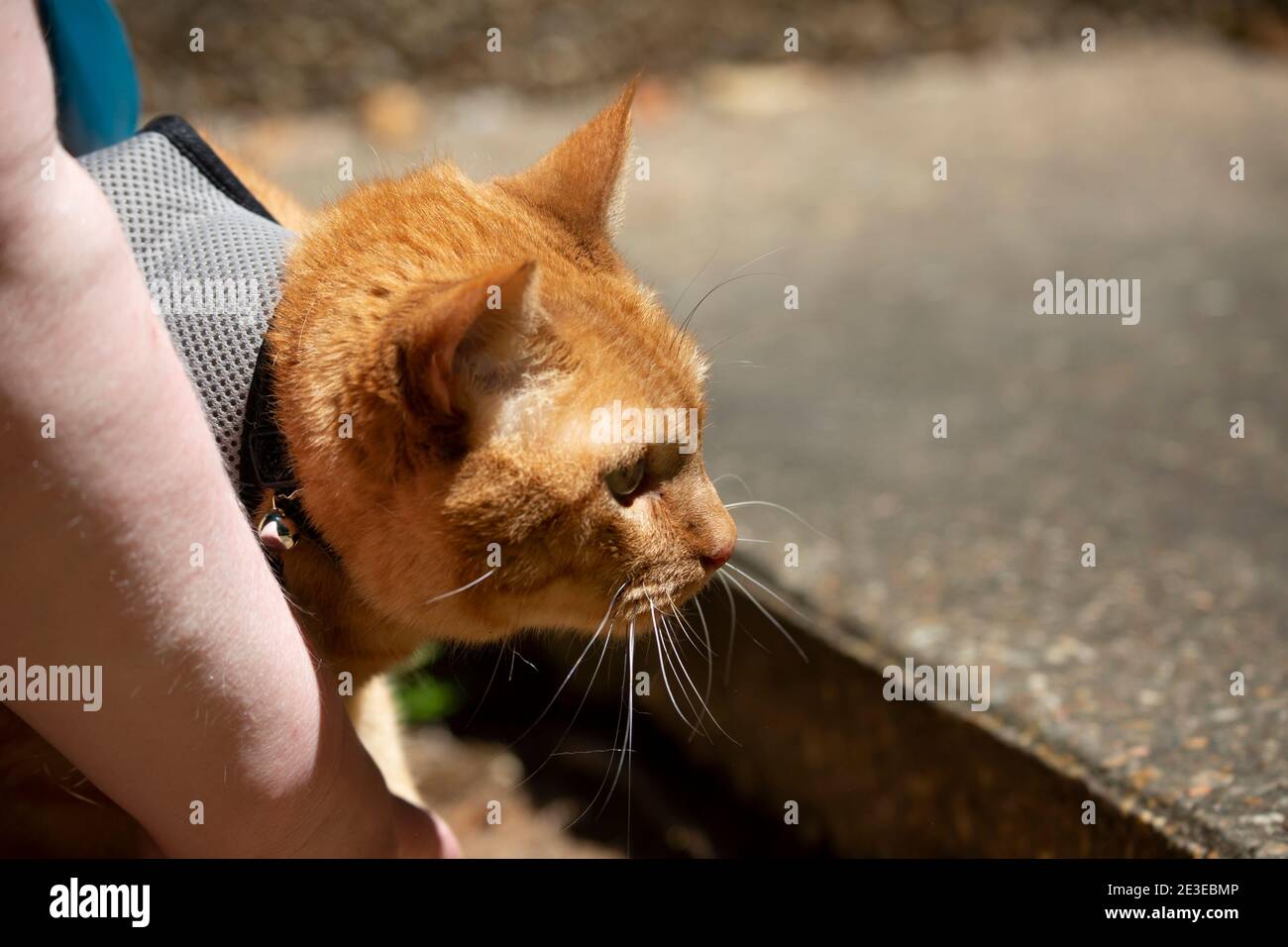 Woman carrying a young, yellow cat in a harness Stock Photo - Alamy