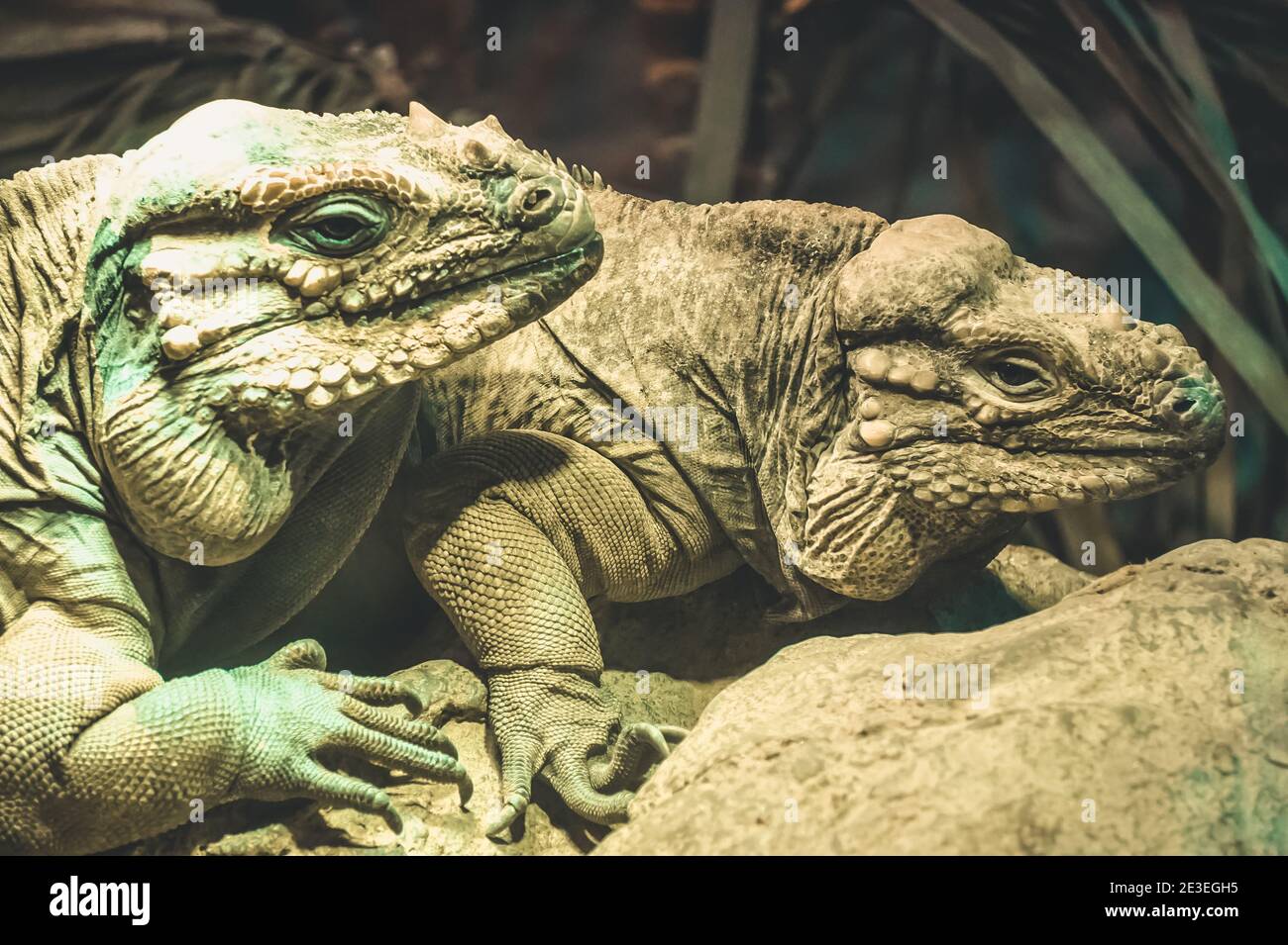 Two green lizards hi-res stock photography and images - Alamy