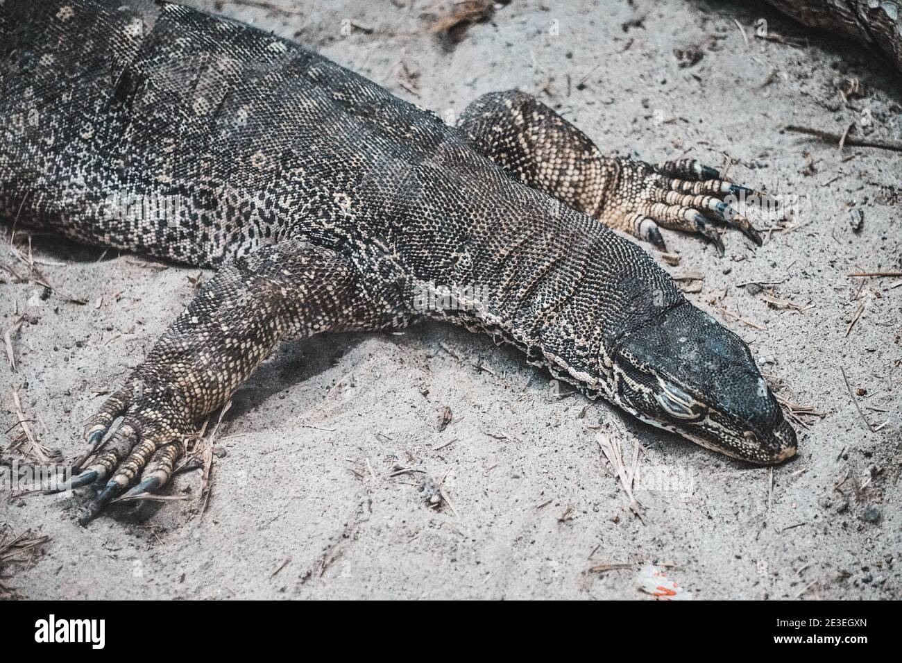 Black lizard on sand Stock Photo - Alamy
