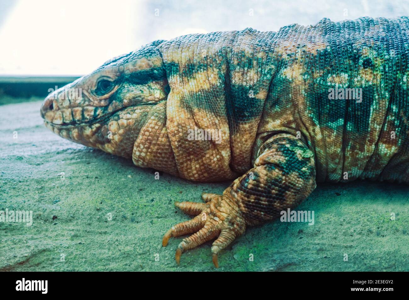 Green and brown lizard - side view Stock Photo - Alamy