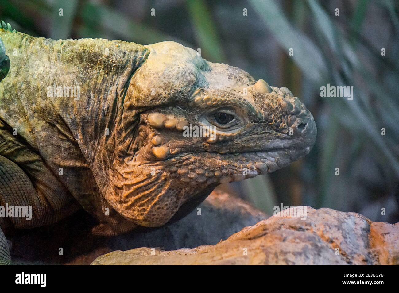 Green iguana lizard - close-up photograph Stock Photo - Alamy