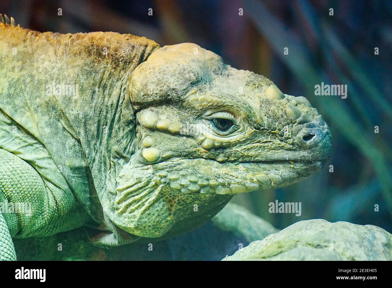 Green iguana lizard - close-up photograph Stock Photo - Alamy