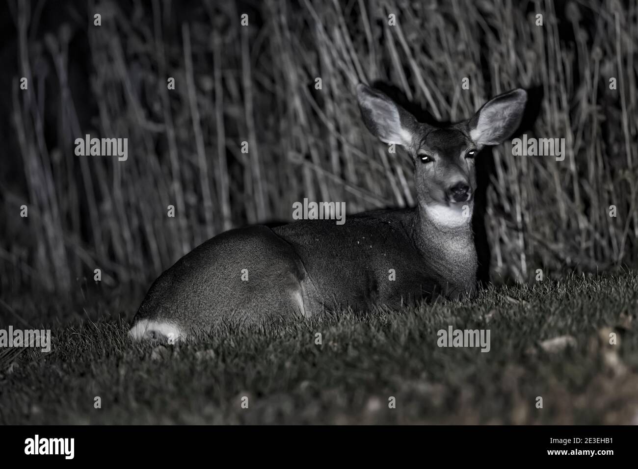 Mule Deer, Odocoileus hemionus, at night in Page Springs Campground ...