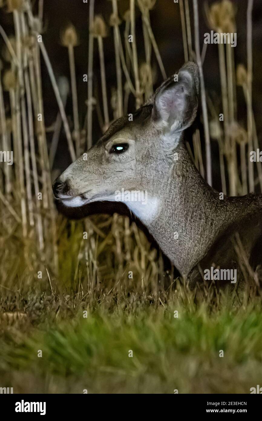 Mule Deer, Odocoileus hemionus, at night in Page Springs Campground ...