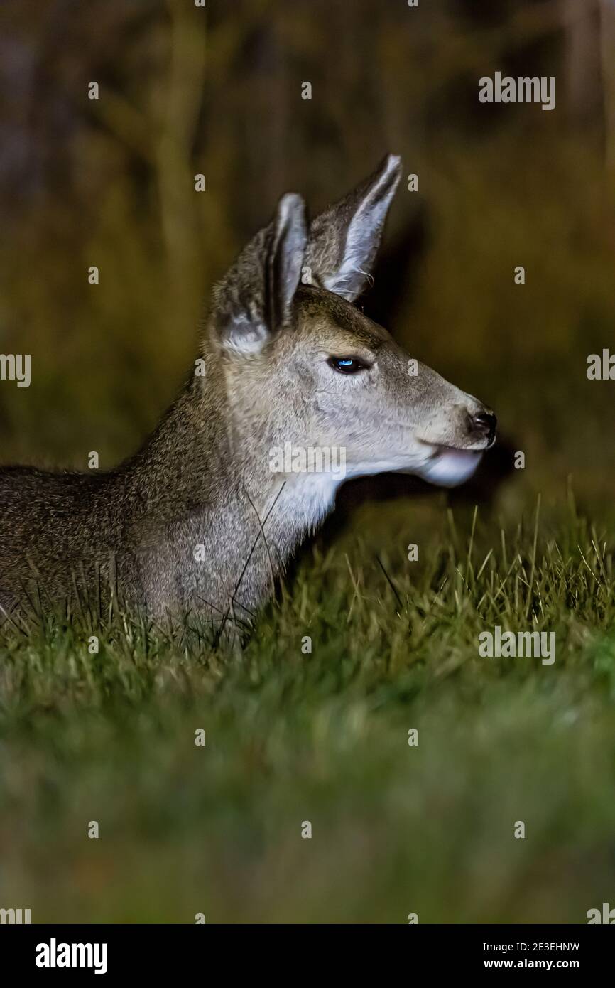 Mule Deer, Odocoileus hemionus, at night in Page Springs Campground ...
