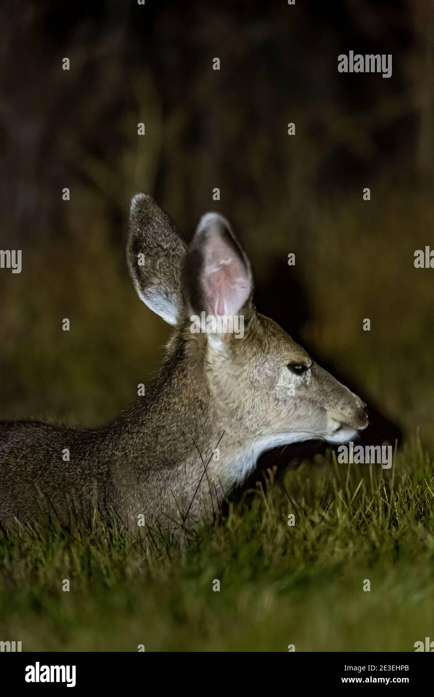 Mule Deer, Odocoileus hemionus, at night in Page Springs Campground ...