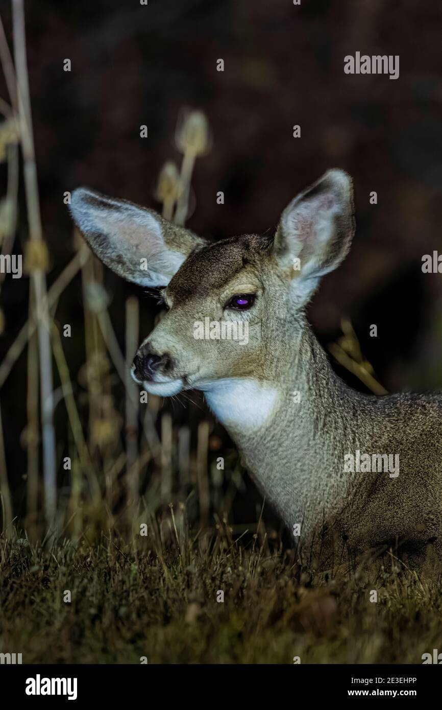 Mule Deer, Odocoileus hemionus, at night in Page Springs Campground ...