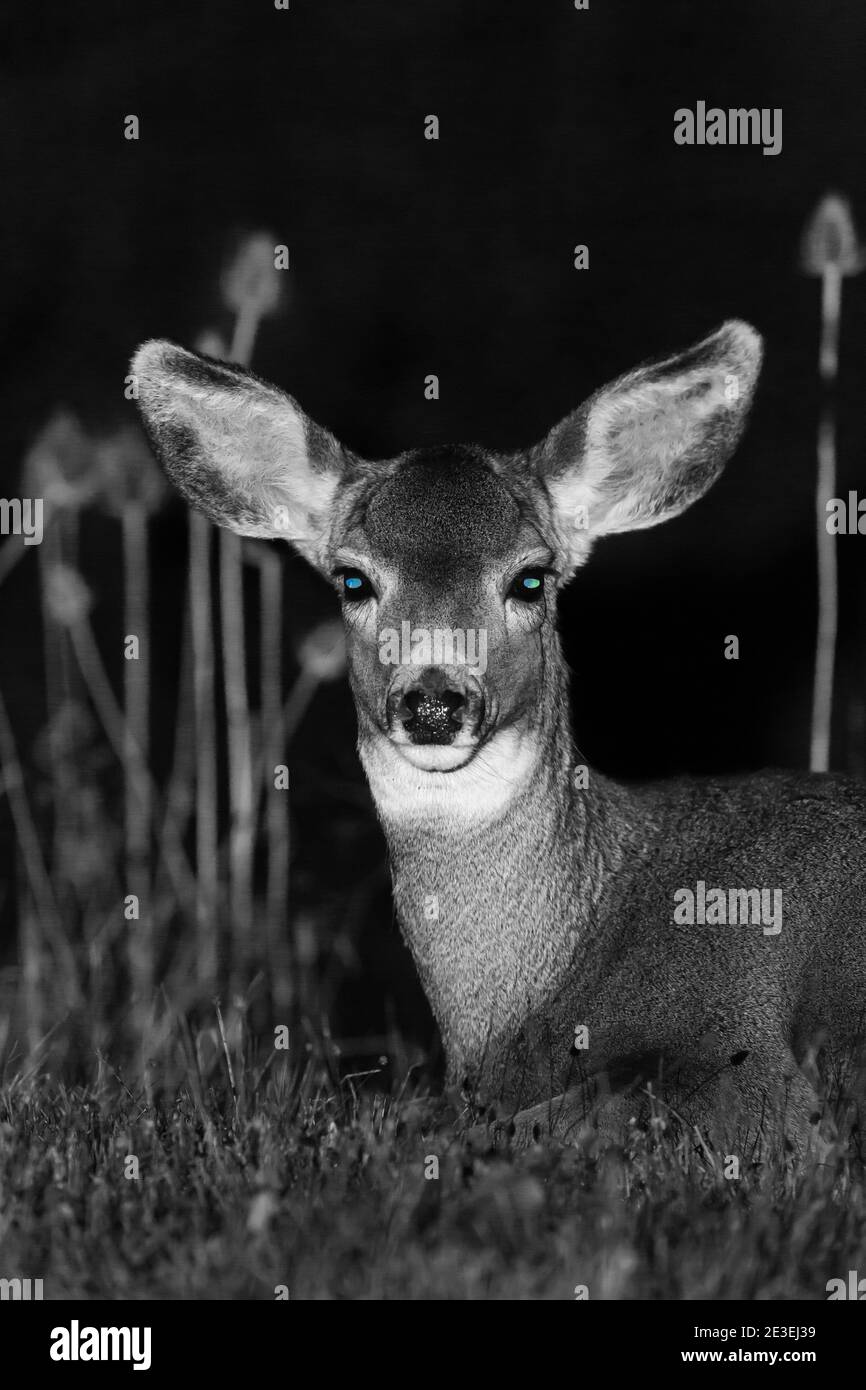 Mule Deer, Odocoileus hemionus, at night in Page Springs Campground ...