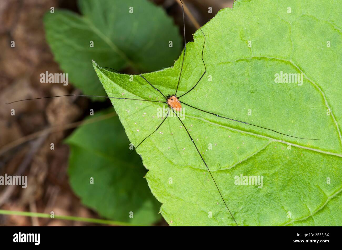 Harvestman spider hi-res stock photography and images - Alamy