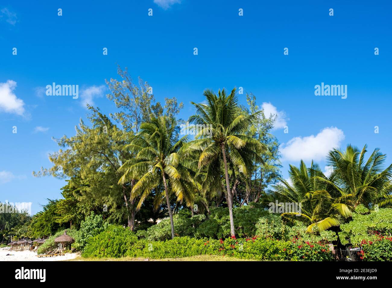Palm trees on the beach - Mauritius Stock Photo - Alamy