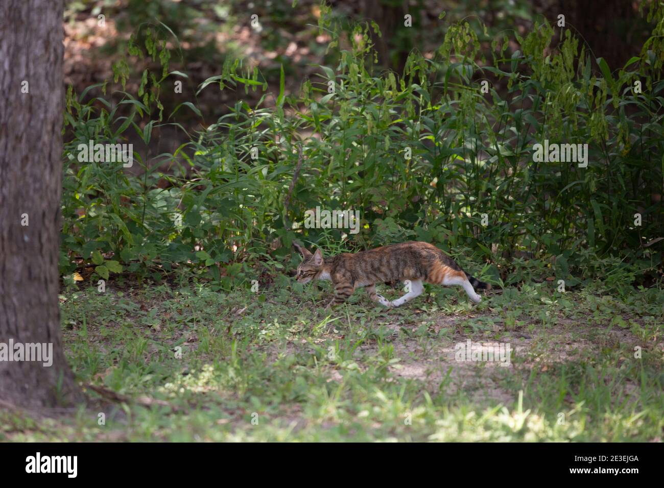 Grey tabby cat running hi-res stock photography and images - Alamy
