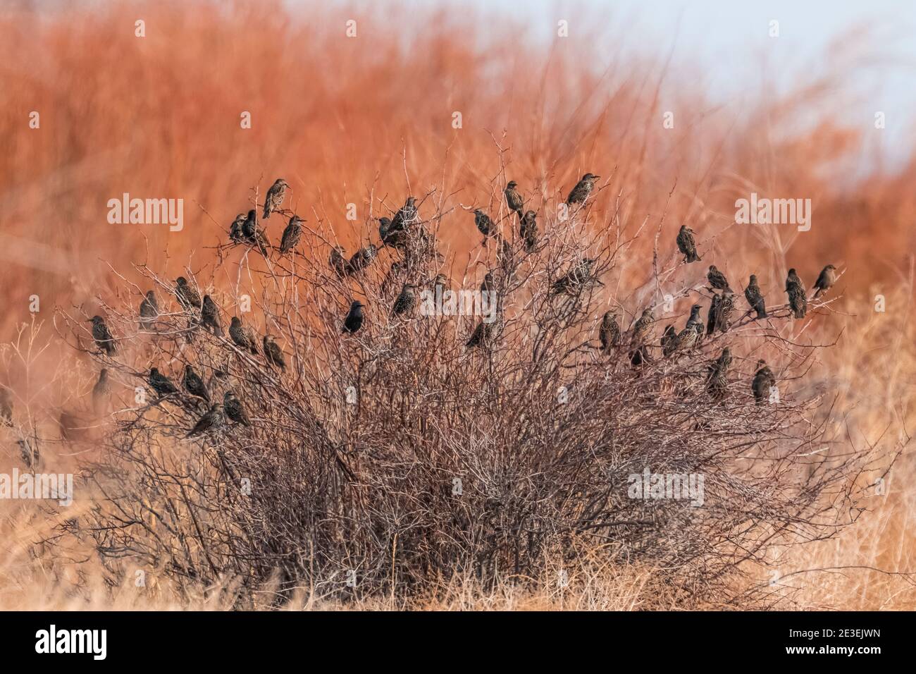 European Starlings, Sturnus vulgaris, at Malheur National Wildlife ...