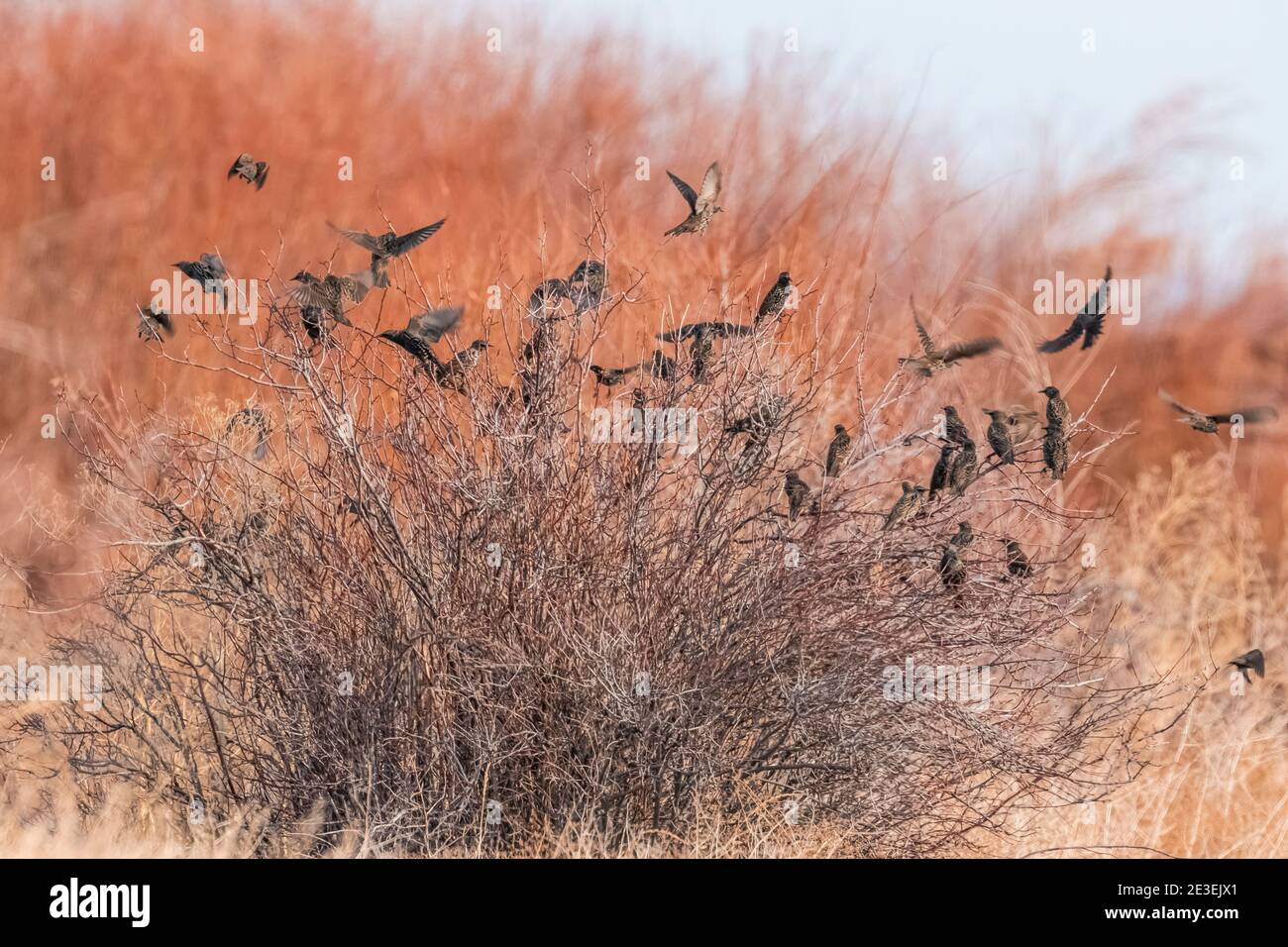 European Starlings, Sturnus vulgaris, at Malheur National Wildlife ...