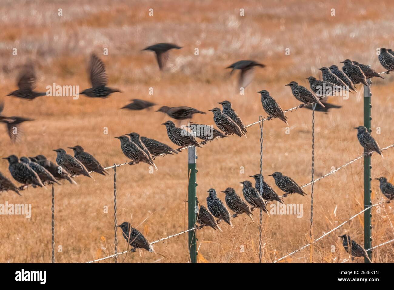 European Starlings, Sturnus vulgaris, at Malheur National Wildlife ...