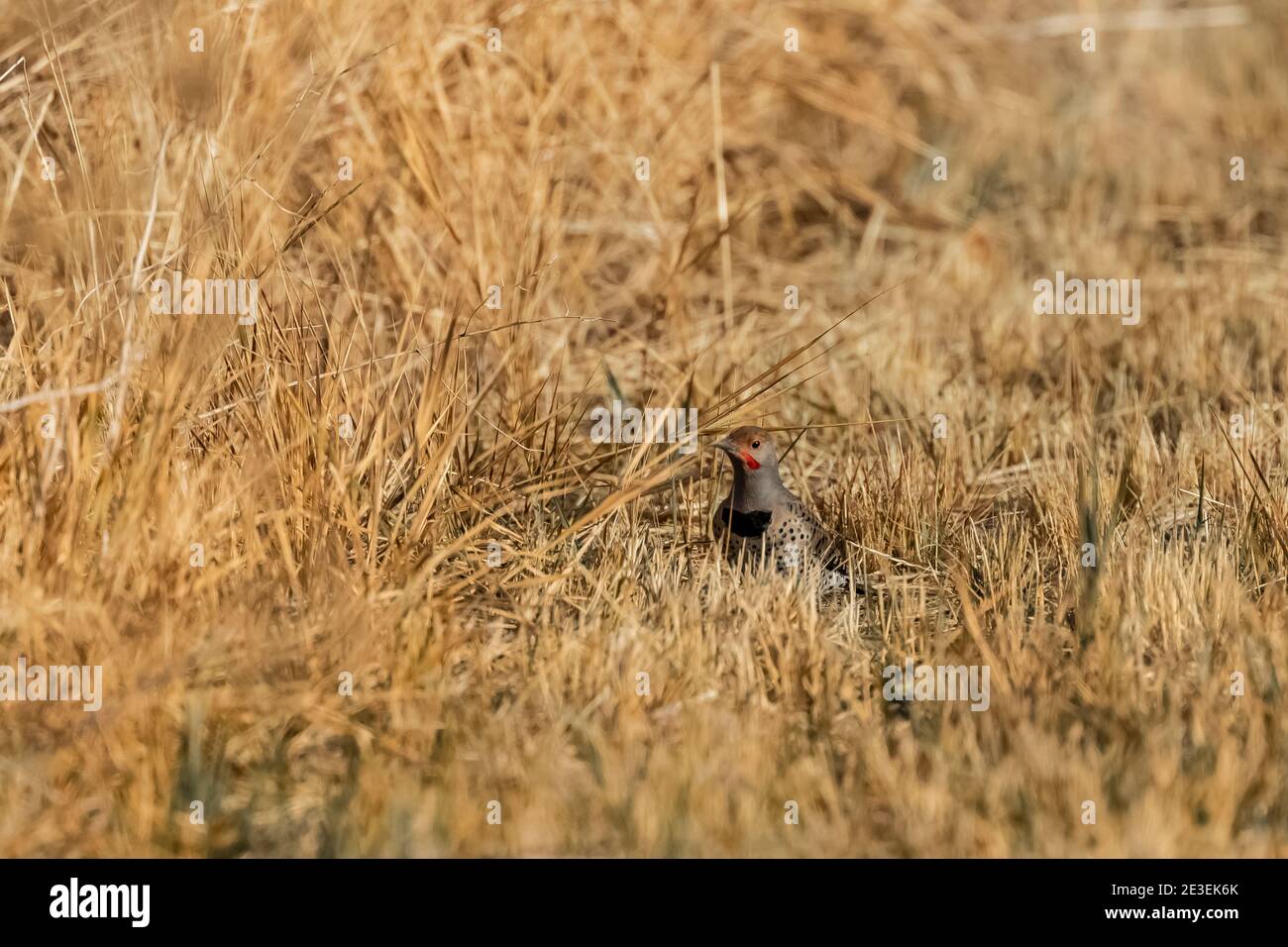 Northern Flicker, Colaptes auratus, female foraging on ground in ...