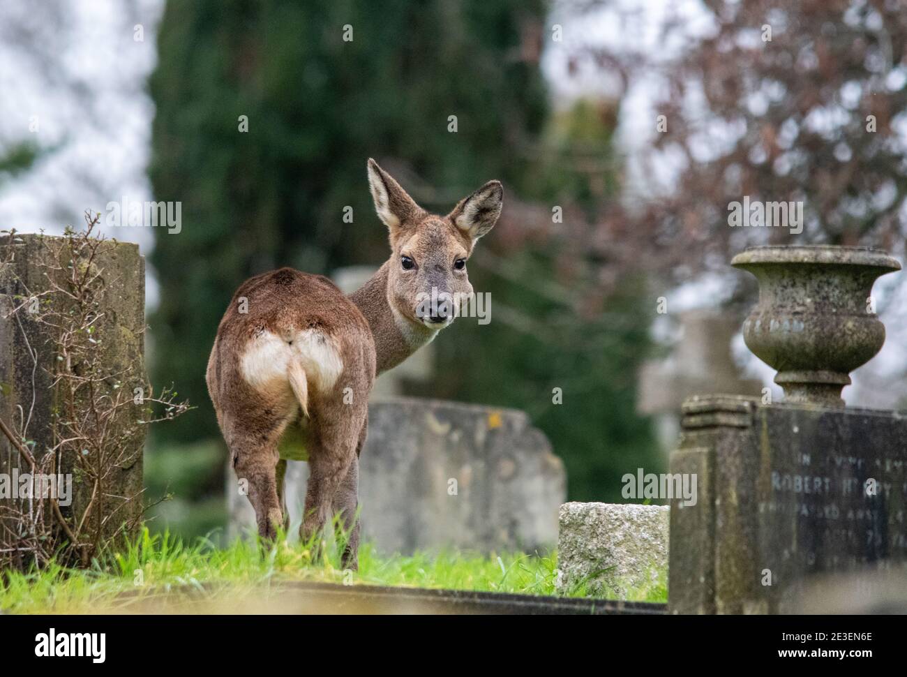 Durrington cemetery hi-res stock photography and images - Alamy
