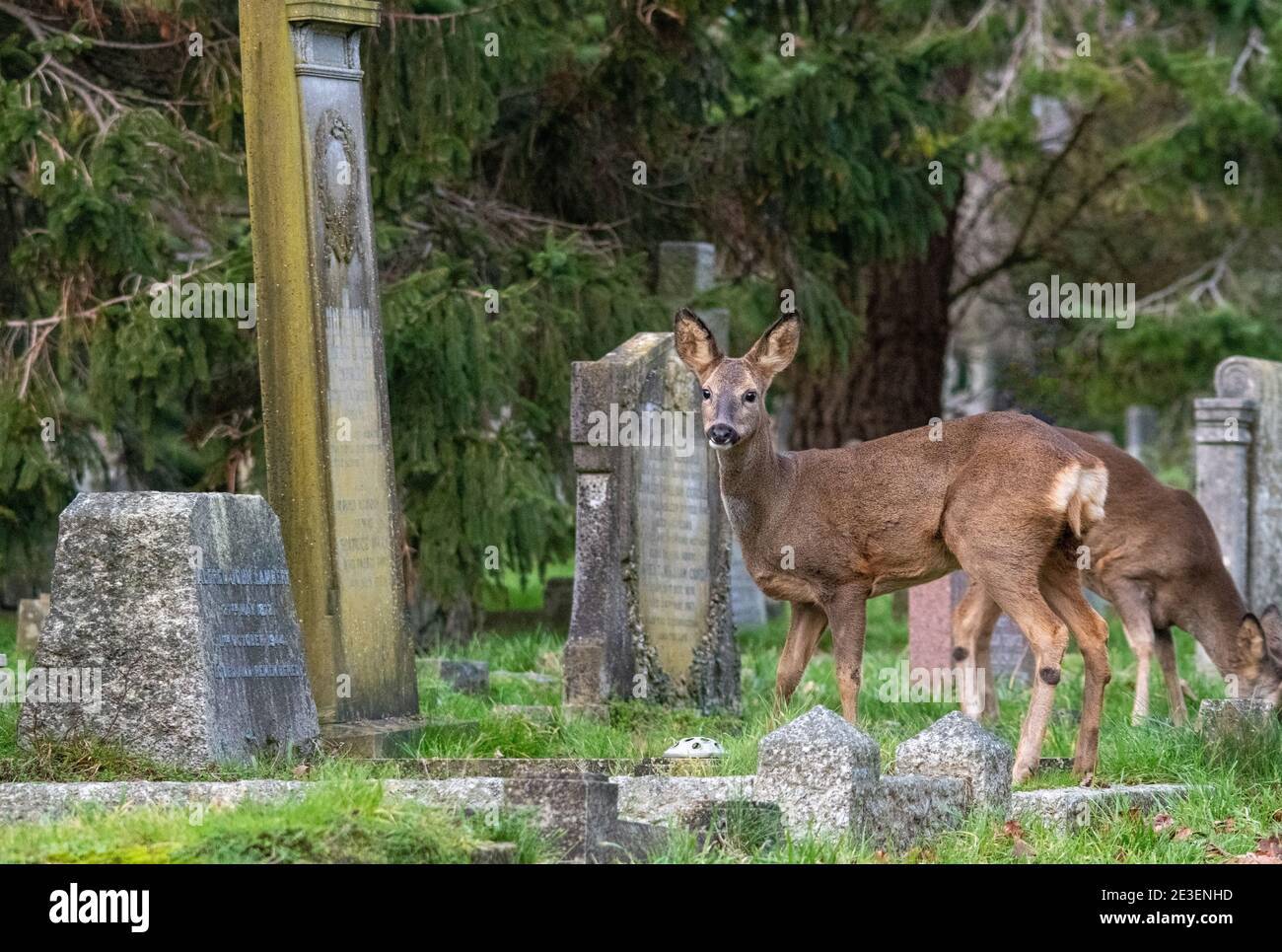 Durrington Cemetery High Resolution Stock Photography and Images - Alamy